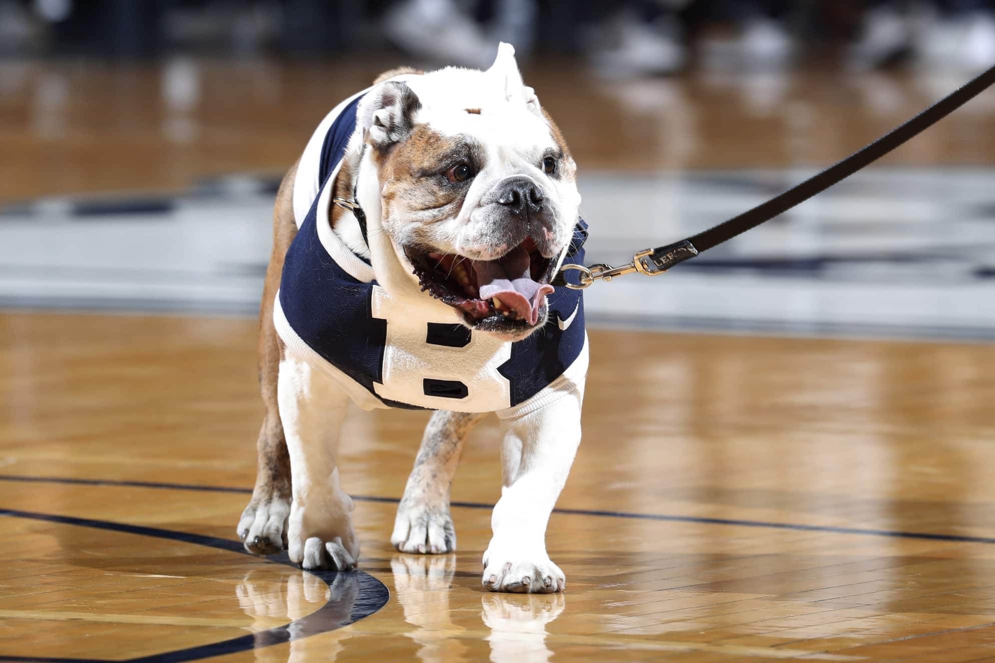 WATCH: Butler's mascot Butler Blue III chows down on Boilermaker cake ...
