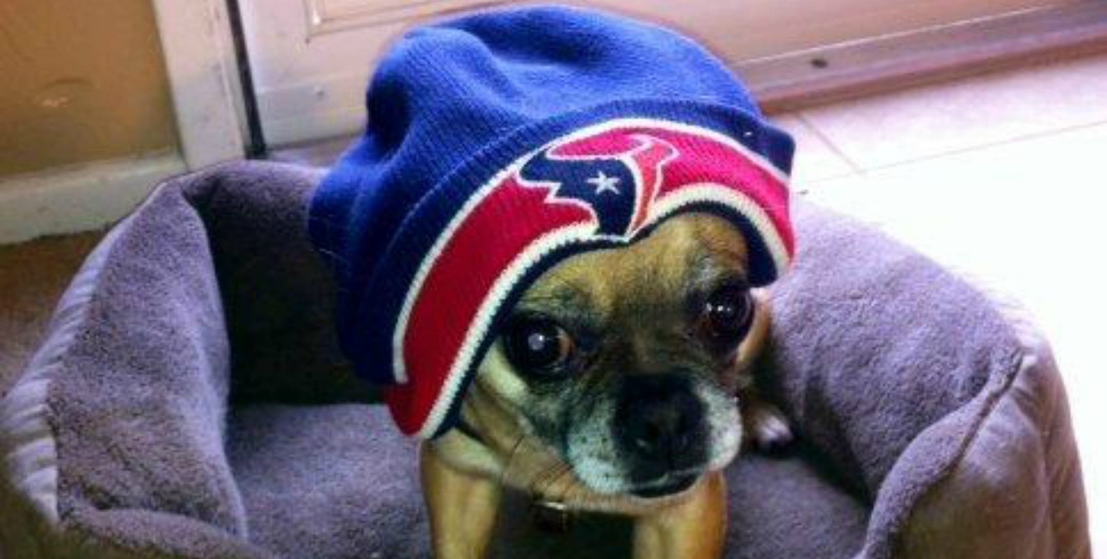 National Dog Day: Gallery of NFL Players and NFL Dogs