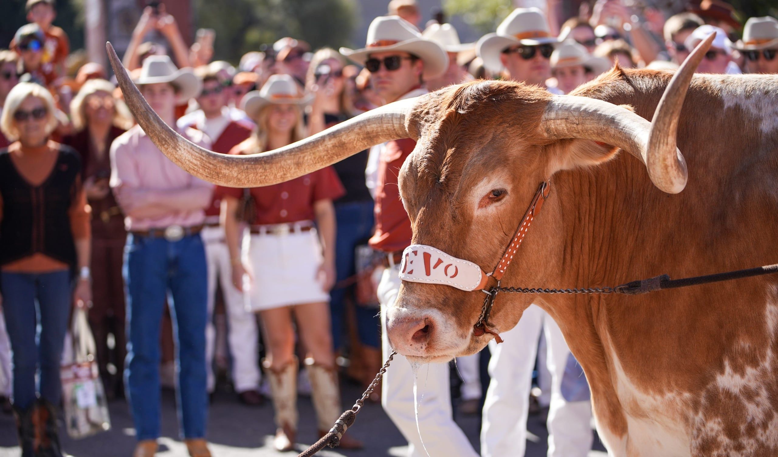 Texas Longhorns mascot Bevo XV DQ’d from SEC title game